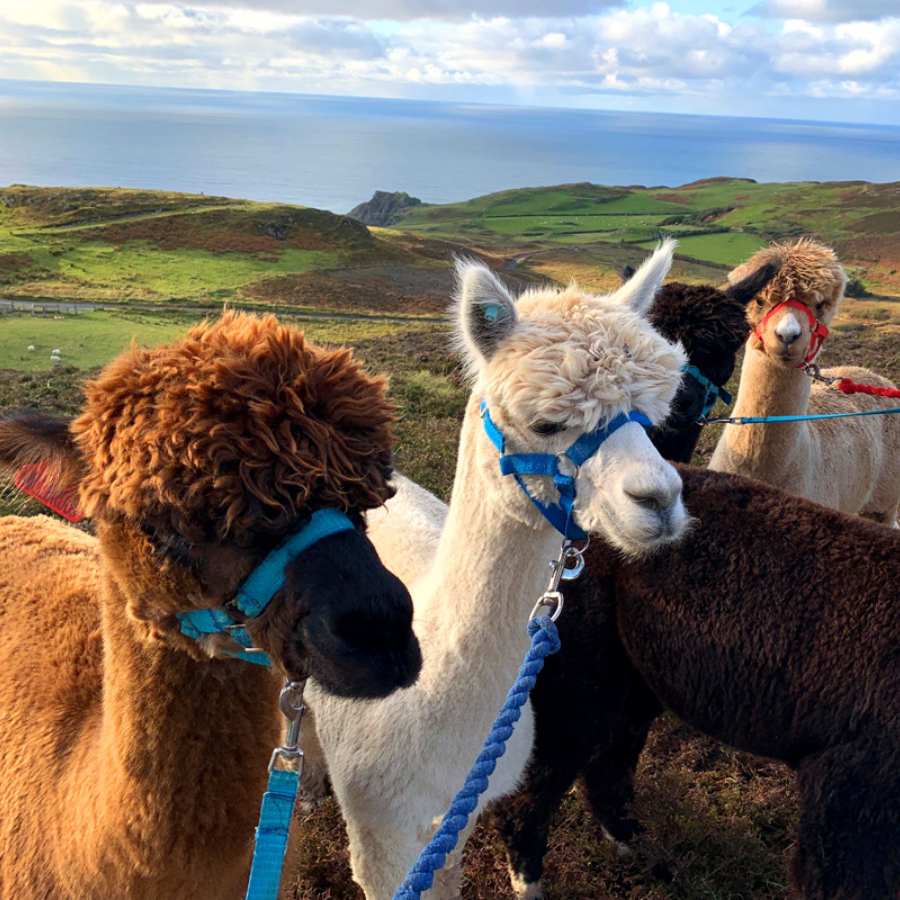 Things to Do | Moville | Inishowen | Donegal | Barron's Moville